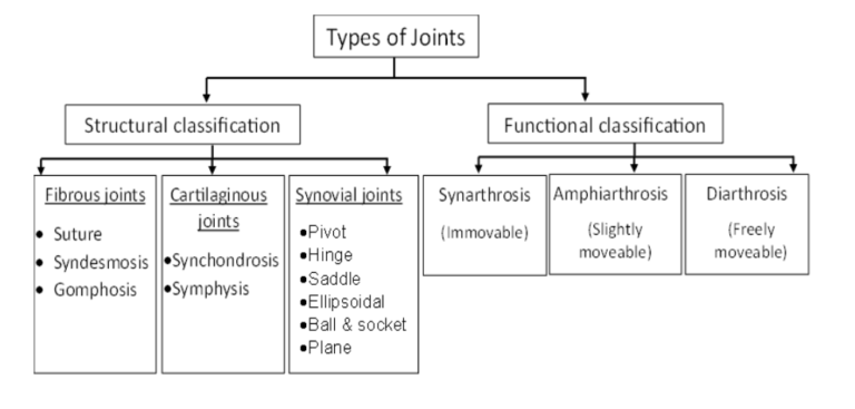 Joints in the Human Body: Anatomy, Types & Function